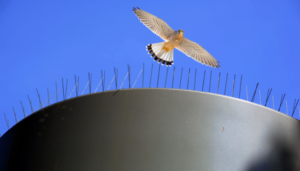 Bird Proofing Taylors Lakes? Here’s How to Fix Them for Good!